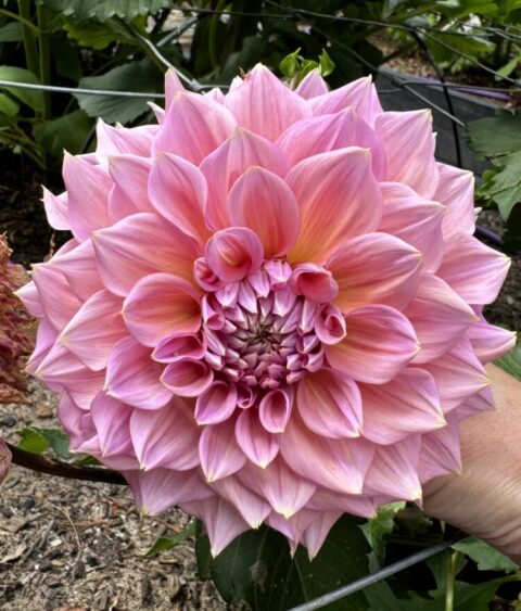 Formby Monarch | The Dahlia Patch